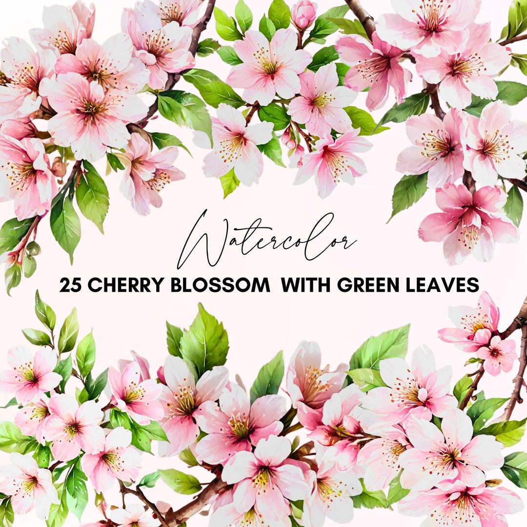 Watercolor Cherry Blossom Clipart, Sakura Clipart, Cherry Blossom With ...