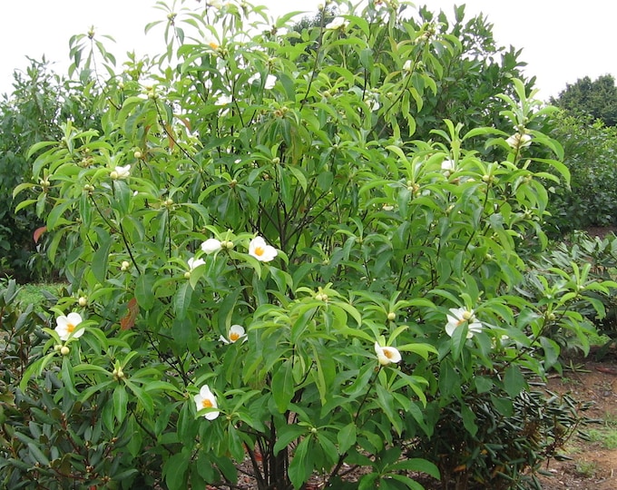 Franklinia Altamaha Trees - Etsy