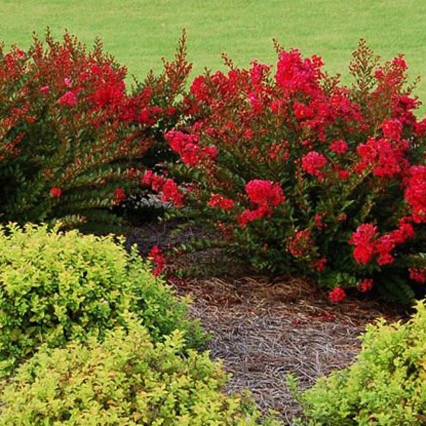 Dwarf Crape Myrtle - Etsy