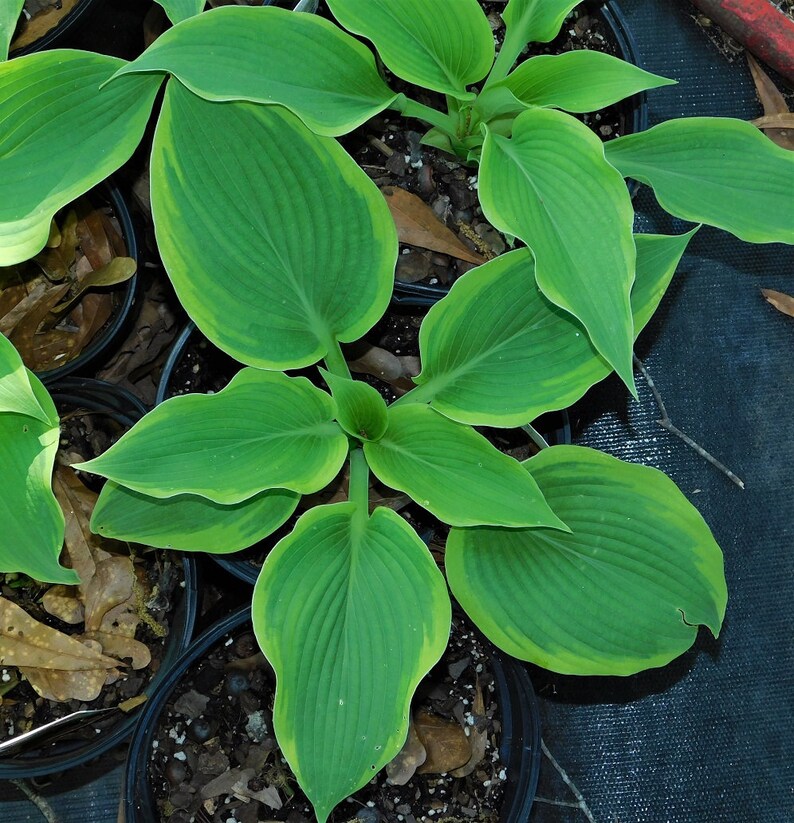 Twin Cities Hosta Plants - Etsy