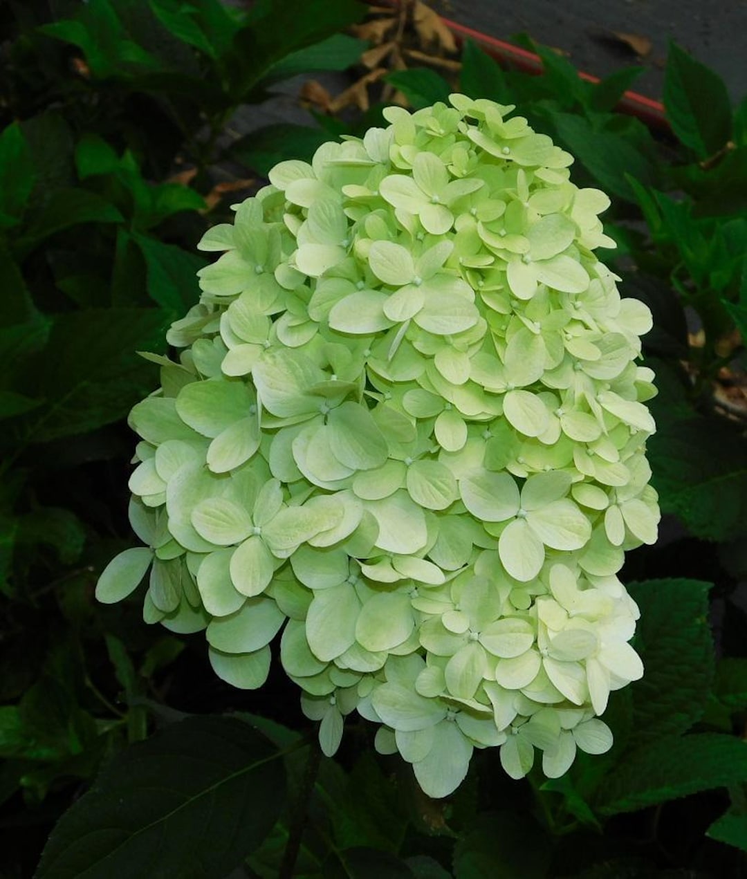 Limelight Hydrangea Plant - Etsy
