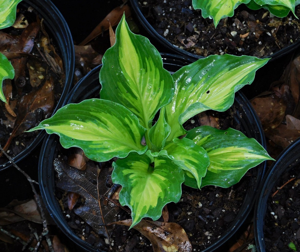 Lakeside Paisley Print Hosta Plants - Etsy