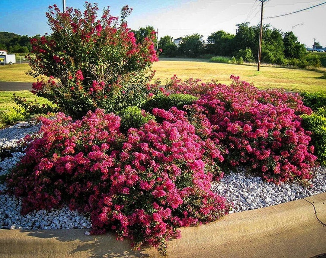 Berry Dazzle Dwarf Crape Myrtle Plants - Etsy