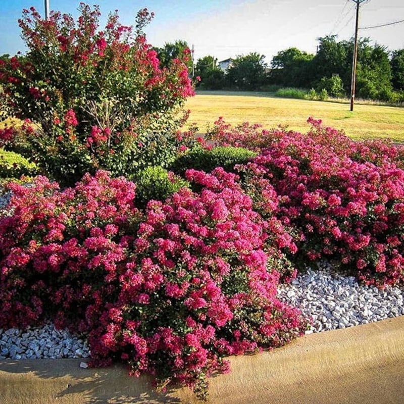 Dwarf Crape Myrtle - Etsy