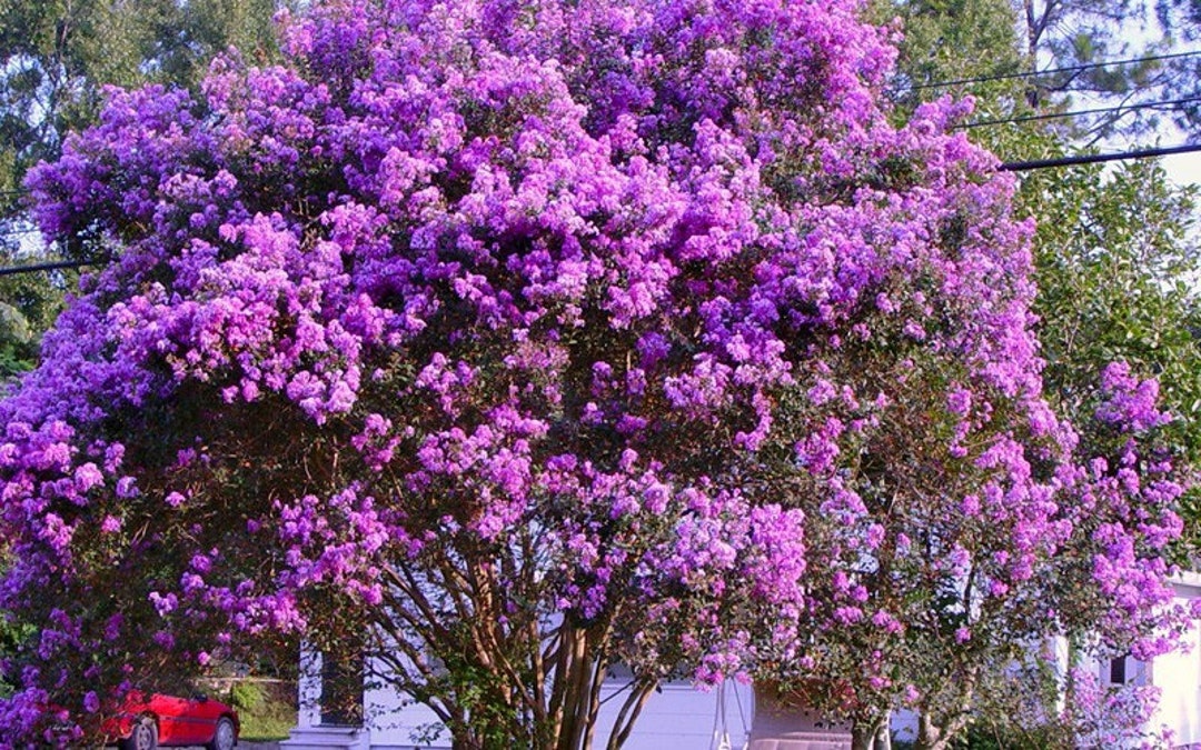 Twilight Crape Myrtle Plant - Etsy