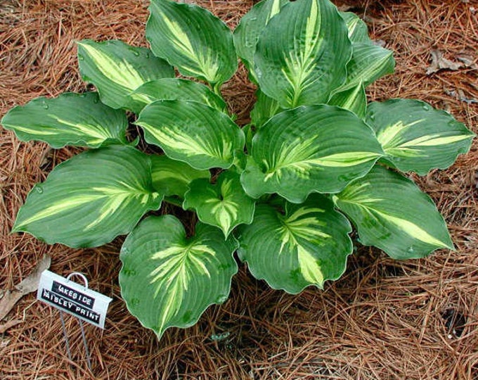 Lakeside Paisley Print Hosta Plants - Etsy