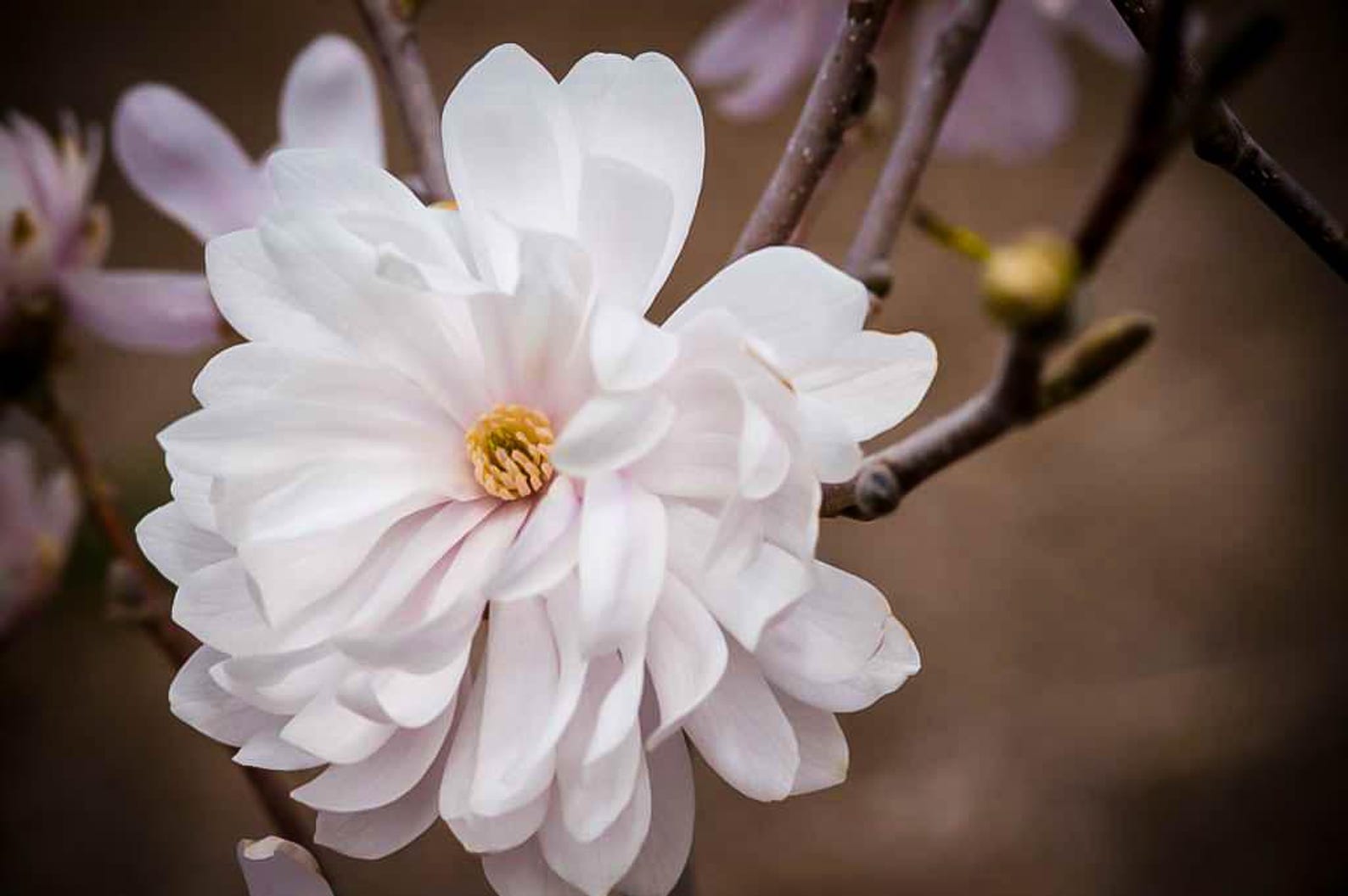 Centennial Blush Magnolia Plant - Etsy