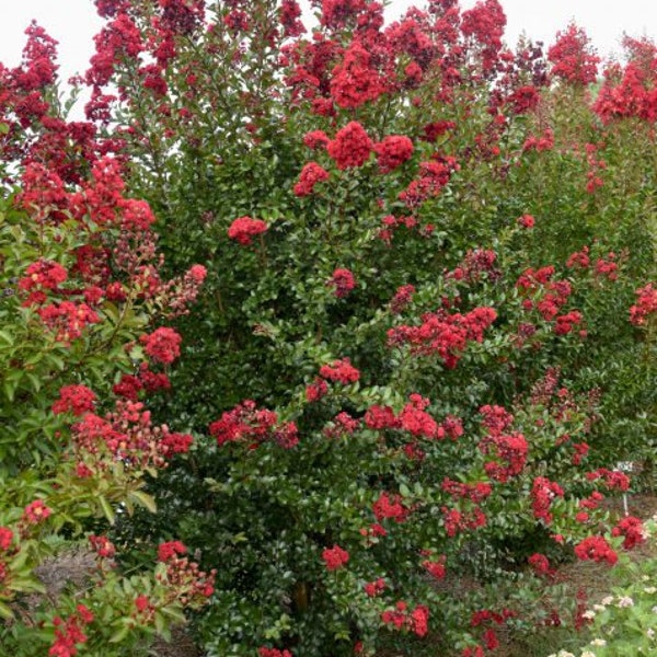 Dwarf Crape Myrtle - Etsy