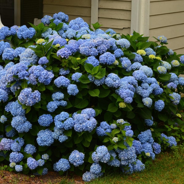 Vanilla Strawberry Hydrangea - Etsy