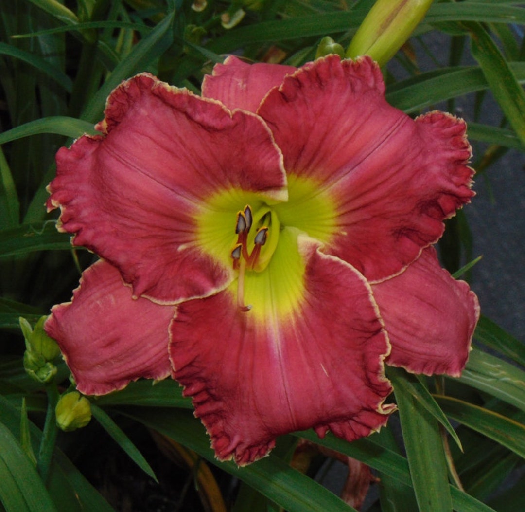 Daylily Plant - Atom Blaster - Etsy