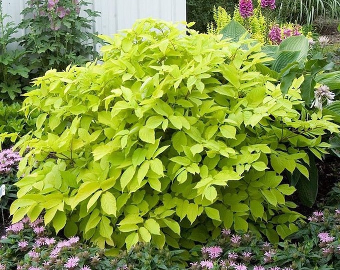 Sun King Japanese Spikenard Plant - Etsy