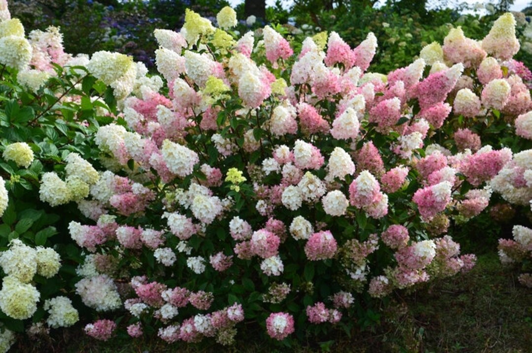 Strawberry Sundae Hydrangea Plants - Etsy