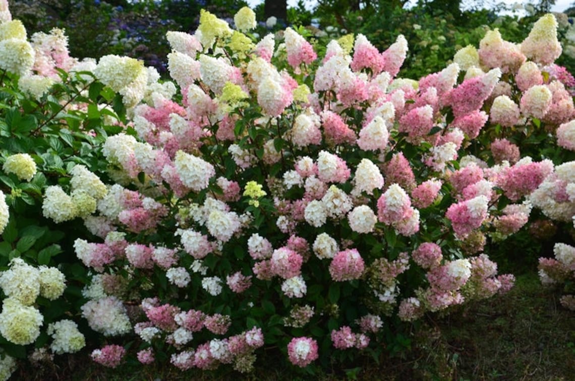 Strawberry Sundae Hydrangea Plants - Etsy
