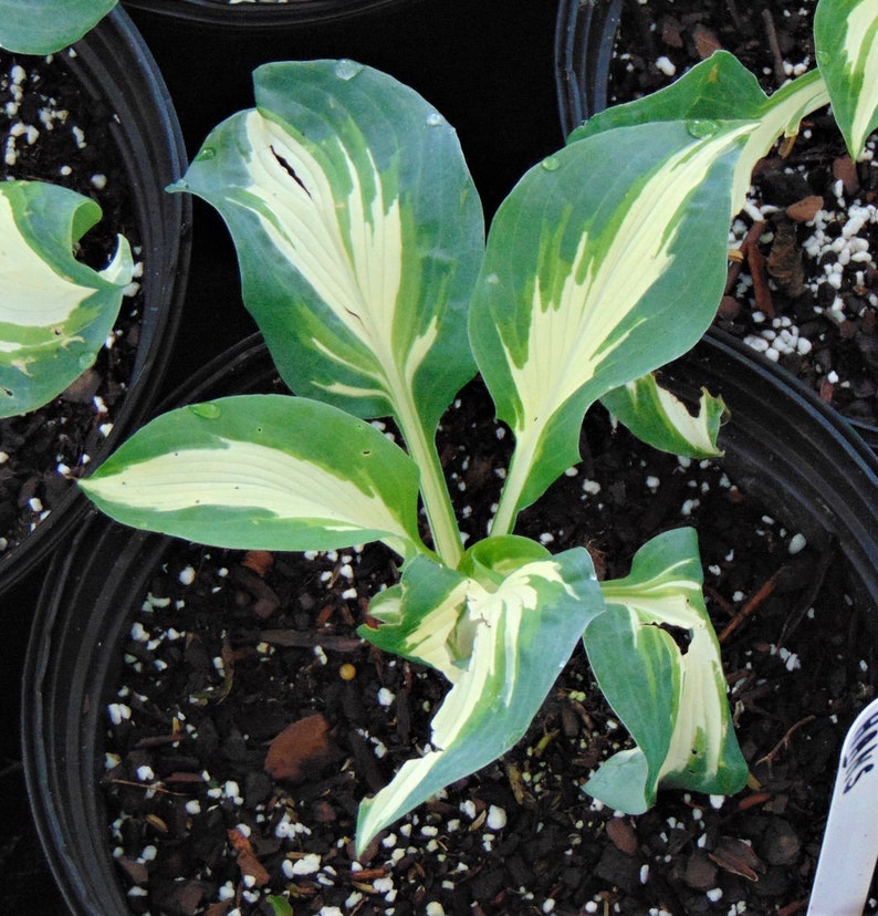 Hans Hosta Plants | Etsy