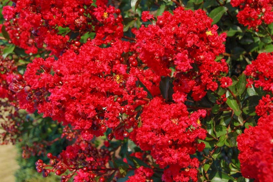 Red Rooster Crape Myrtle Plants - Etsy