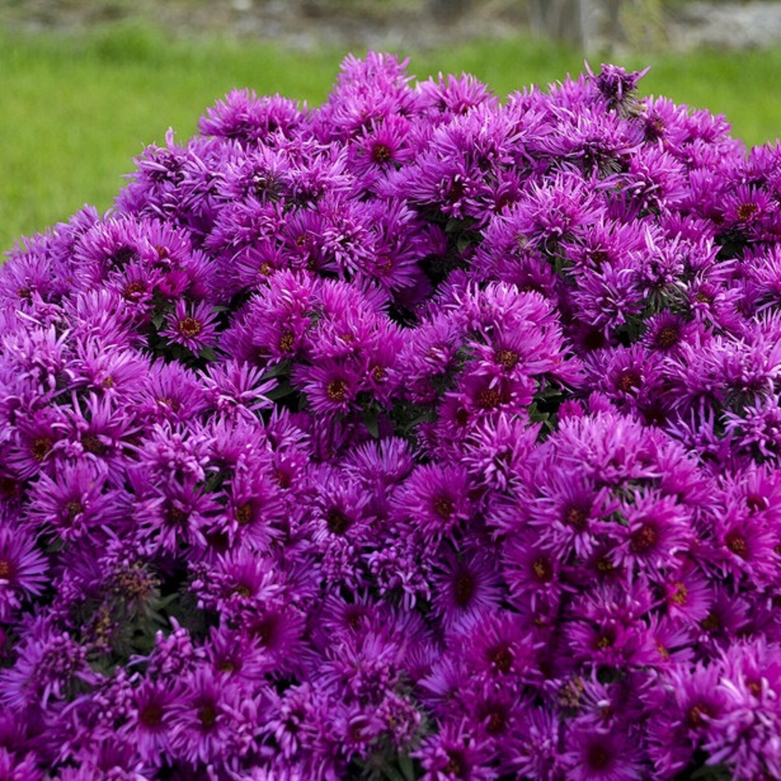 Grape Crush Aster Plants - Etsy