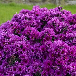 Grape Crush Aster Plants - Etsy