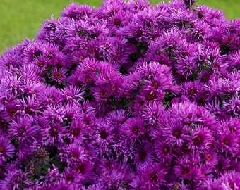 Grape Crush New England Aster - Etsy