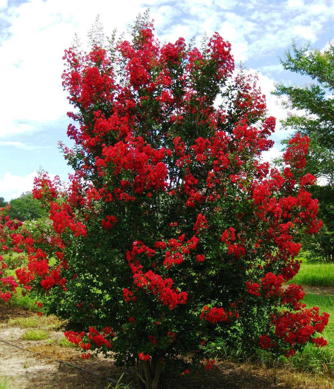 Red Rocket Crepe Myrtle Plants - Etsy