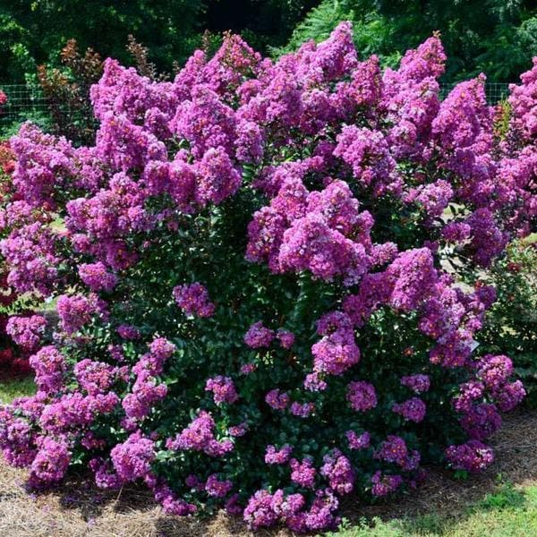 Dwarf Crape Myrtle - Etsy