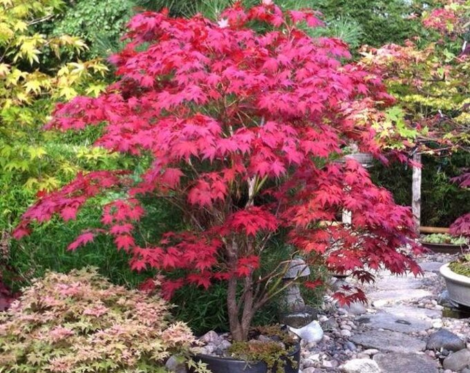 Japanese Maple - Beni Maiko - Etsy
