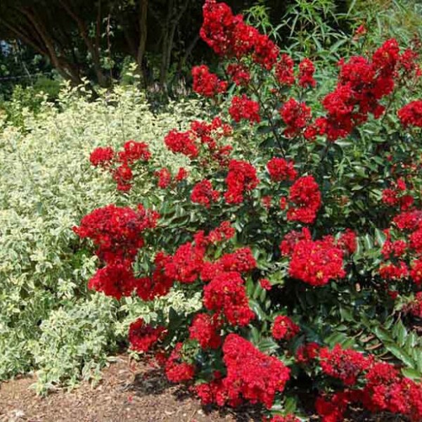 Dwarf Crape Myrtle - Etsy