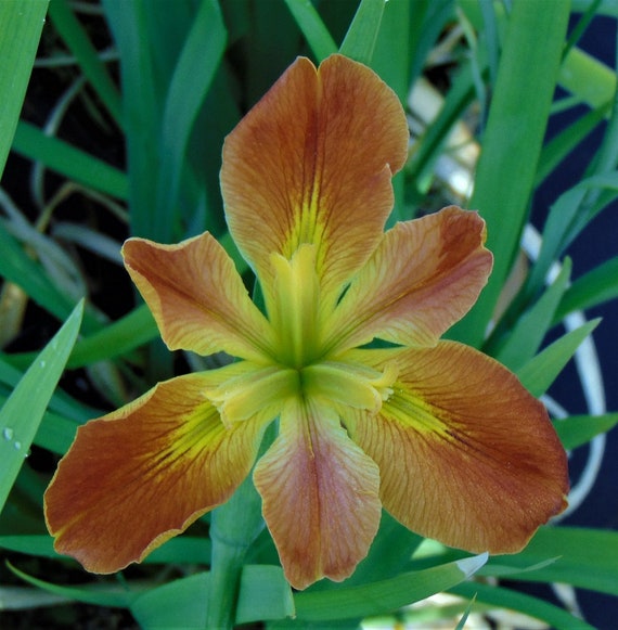 Count Pulaski Louisiana Iris Plants - Etsy