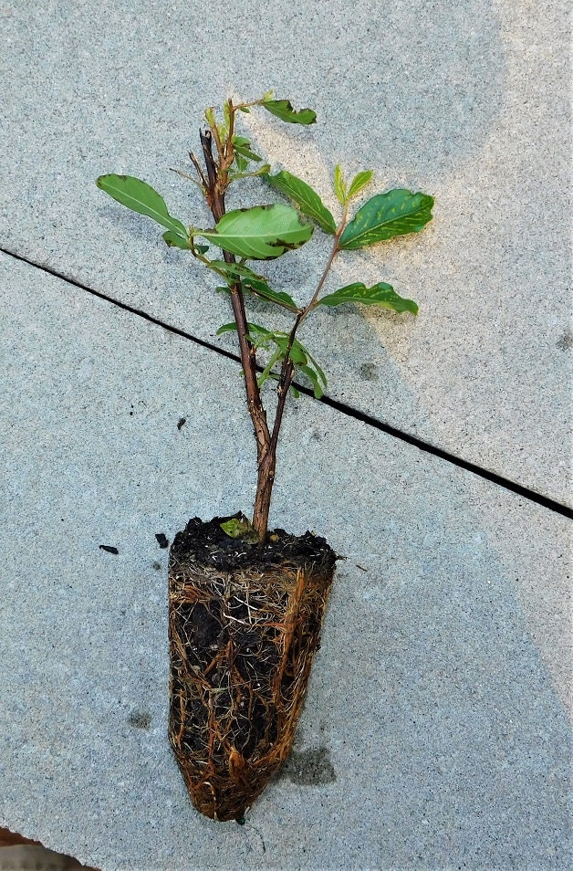 Twilight Crape Myrtle Plant - Etsy