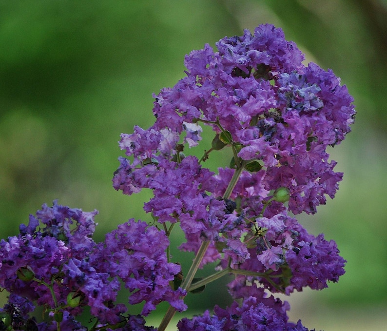 Purple Bouquet Crepe Myrtle Plants - Etsy