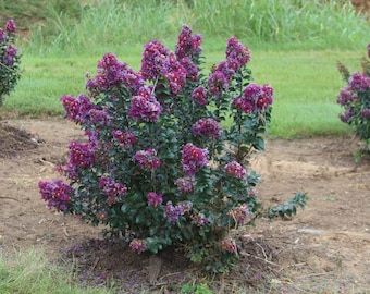 Crapemyrtle PEPPERMINT LACE Pink White Flowering Tree Shrub Live Crepe ...