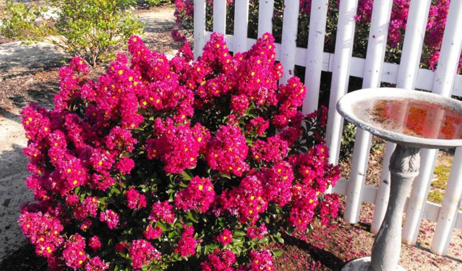 Berry Dazzle Dwarf Crape Myrtle Plants | Etsy