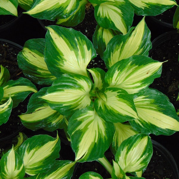 Hosta Plant - Etsy