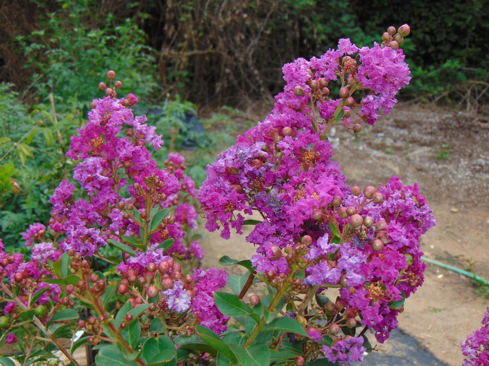 Twilight Crape Myrtle Plant - Etsy