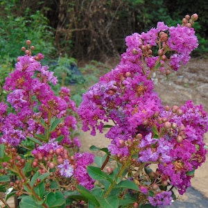 Twilight Crape Myrtle Plant - Etsy