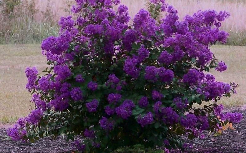 Purple Bouquet Crepe Myrtle Plants - Etsy