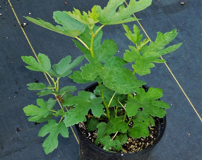 Twin Cities Hosta Plants - Etsy