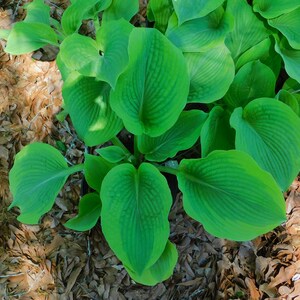 Twin Cities Hosta Plants - Etsy