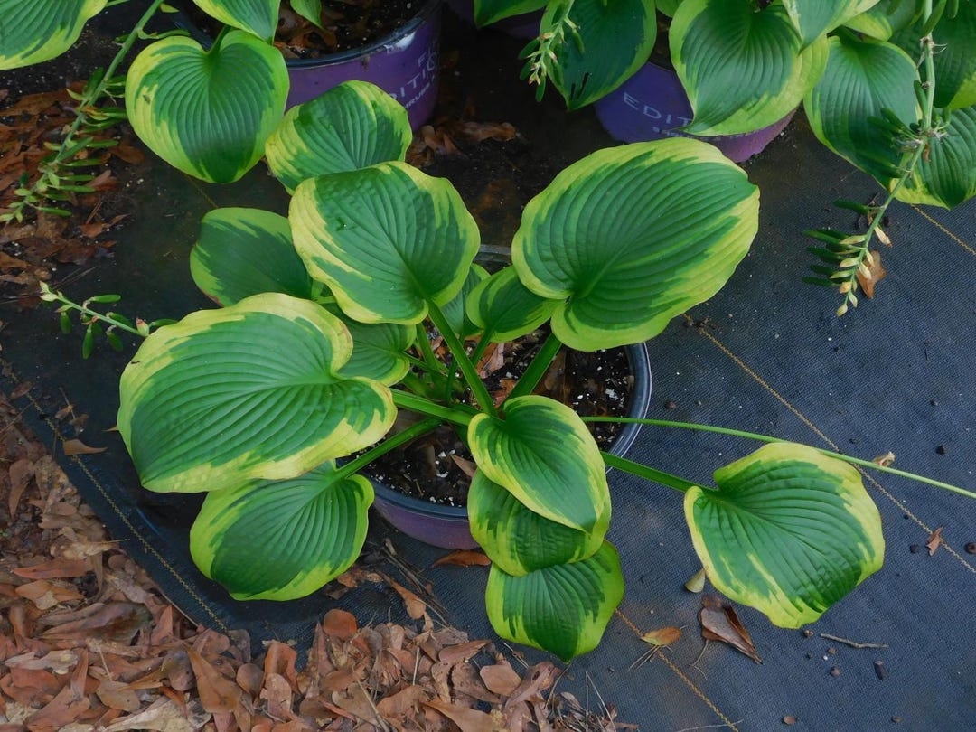 Twin Cities Hosta Plants - Etsy