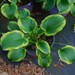Twin Cities Hosta Plants - Etsy