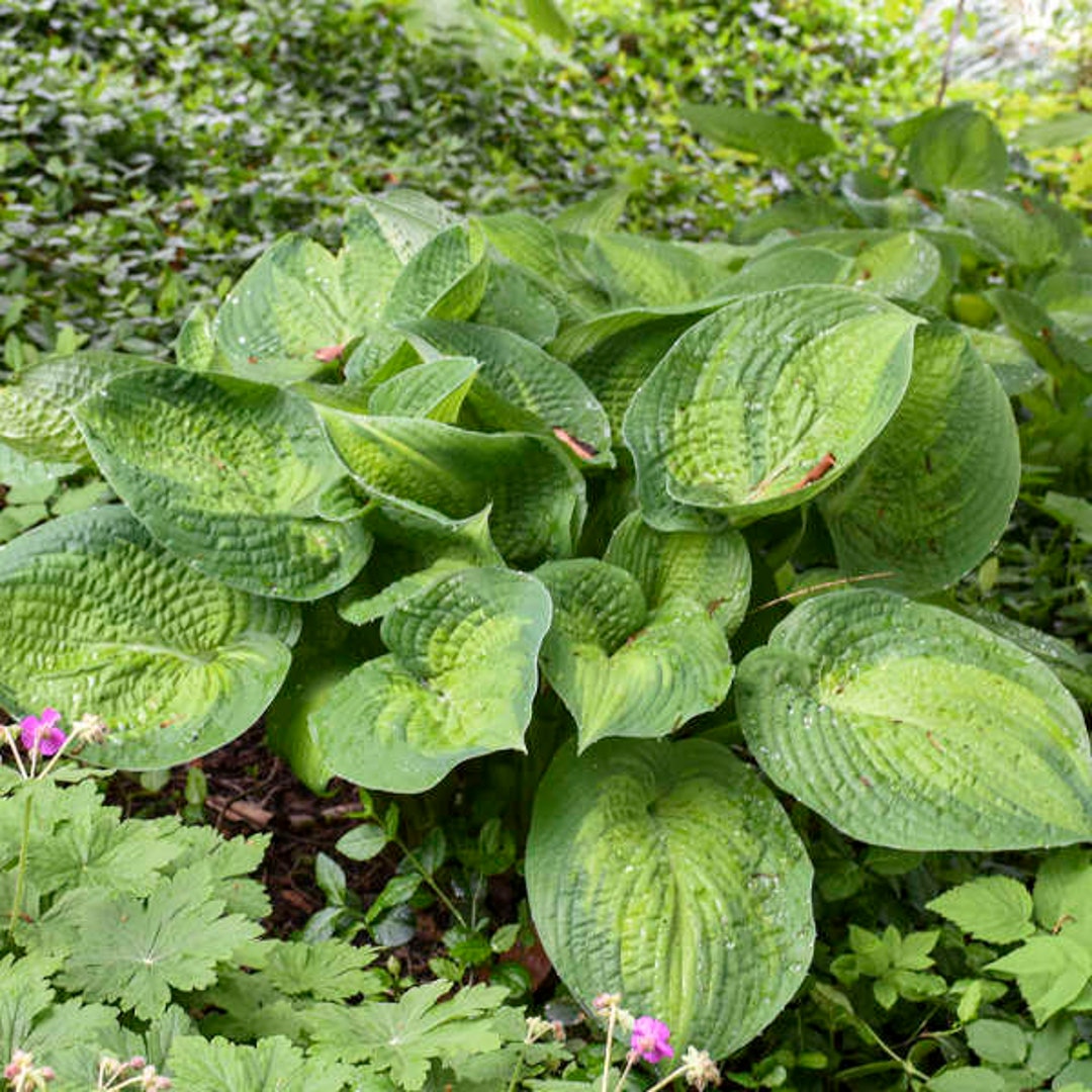Paradigm Hosta Plant - Etsy