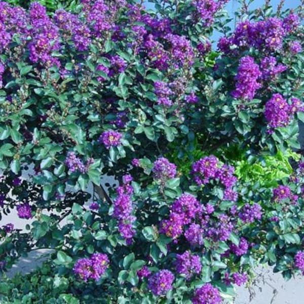 Purple Crepe Myrtle - Etsy