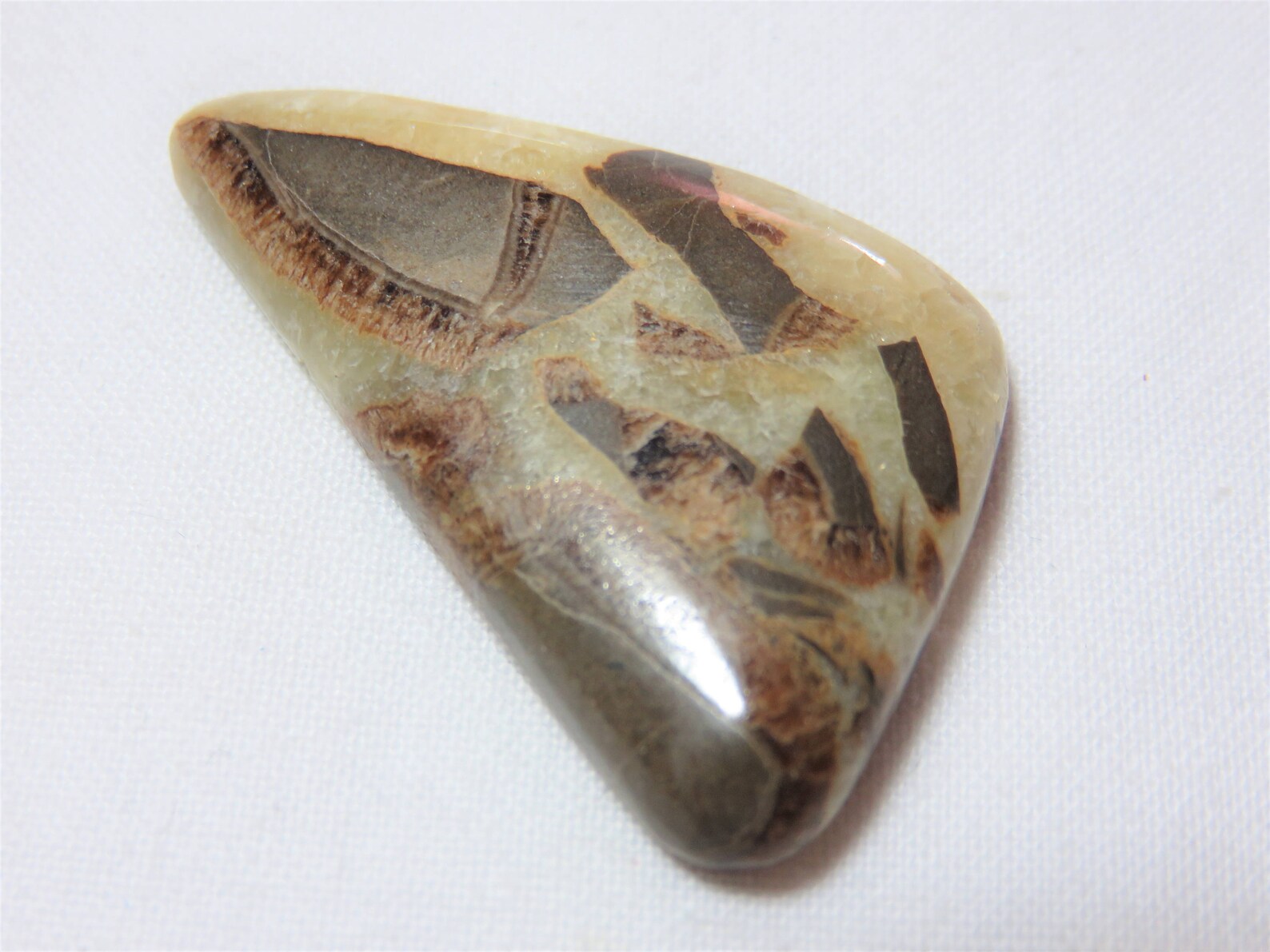 Natural Smooth Septaria Fossil/volcanic Fossil Freeform Shape 24x42mm ...