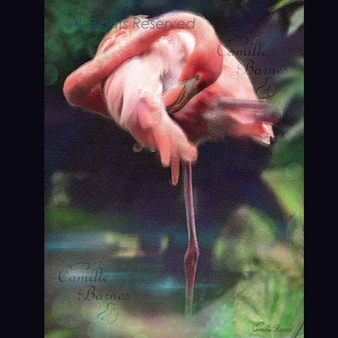 Pinky is a Flamingo Bird, Tropical Pink, Bird, Wildlife, Caribbean ...