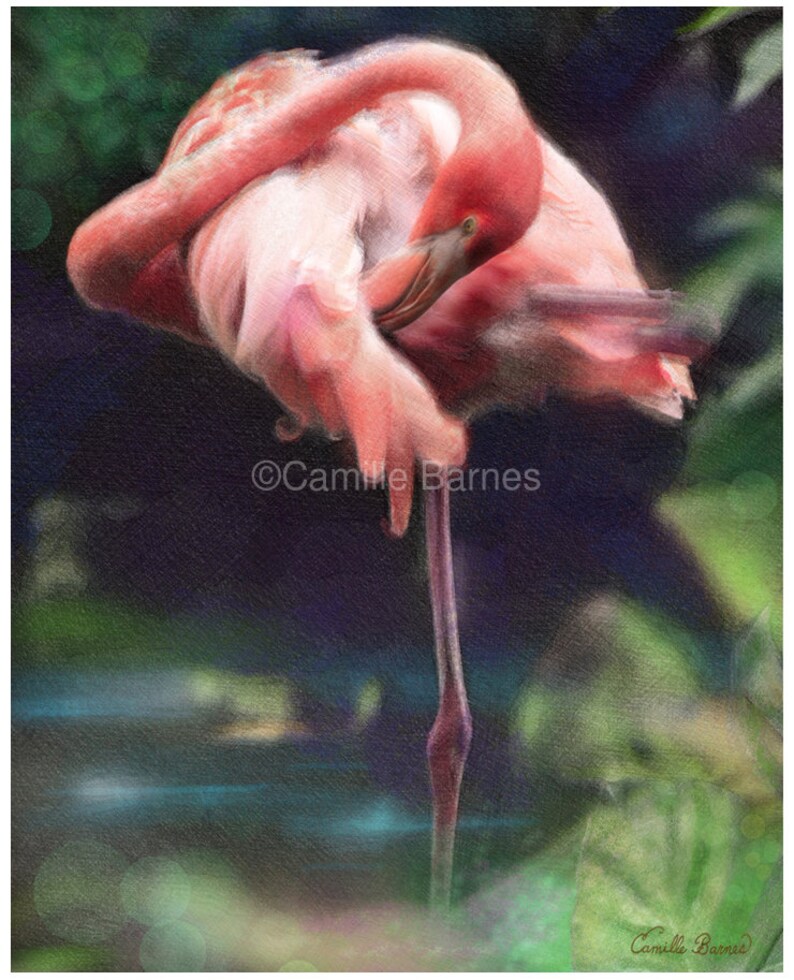 Pinky is a Flamingo Bird, Tropical Pink, Bird, Wildlife, Caribbean ...