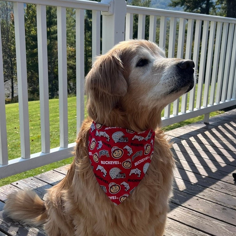 Ohio State Dog - Etsy