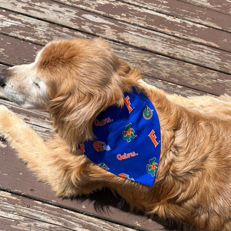 Florida Gator Dog - Etsy
