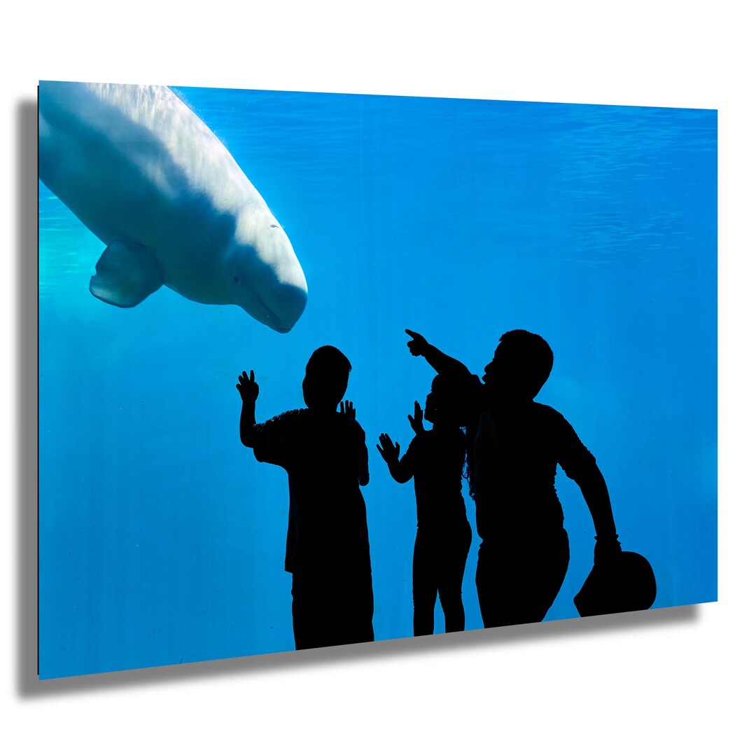 Young Curiosity, Beluga Whale With Three Children in Silhouette in an ...
