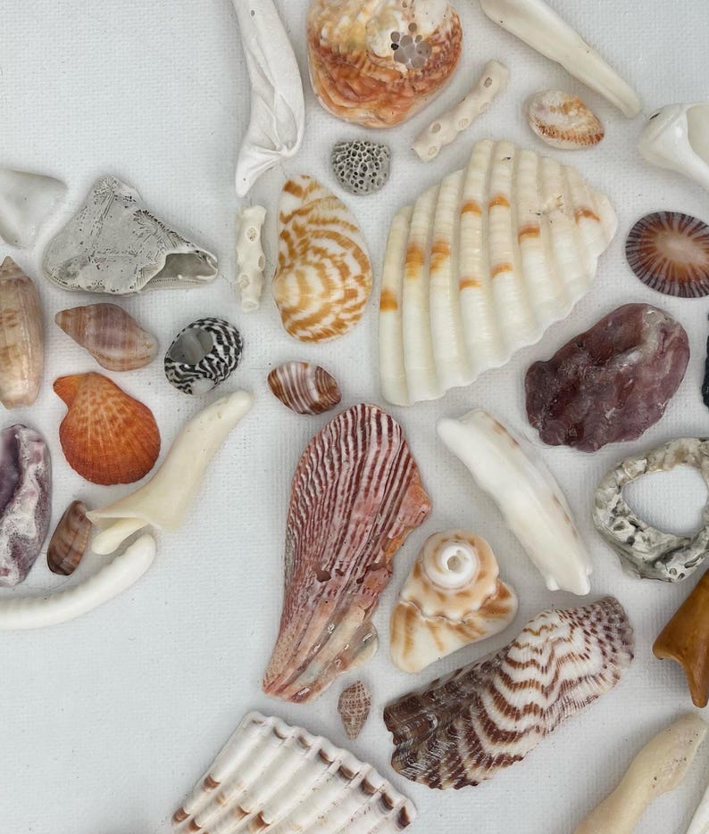 Coastal Elegance: Angelfish Seashell Art - Etsy