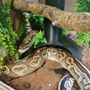 16" 400mm High Roof/floor Hide 280mm Diameter 85mm Deep With Large ...