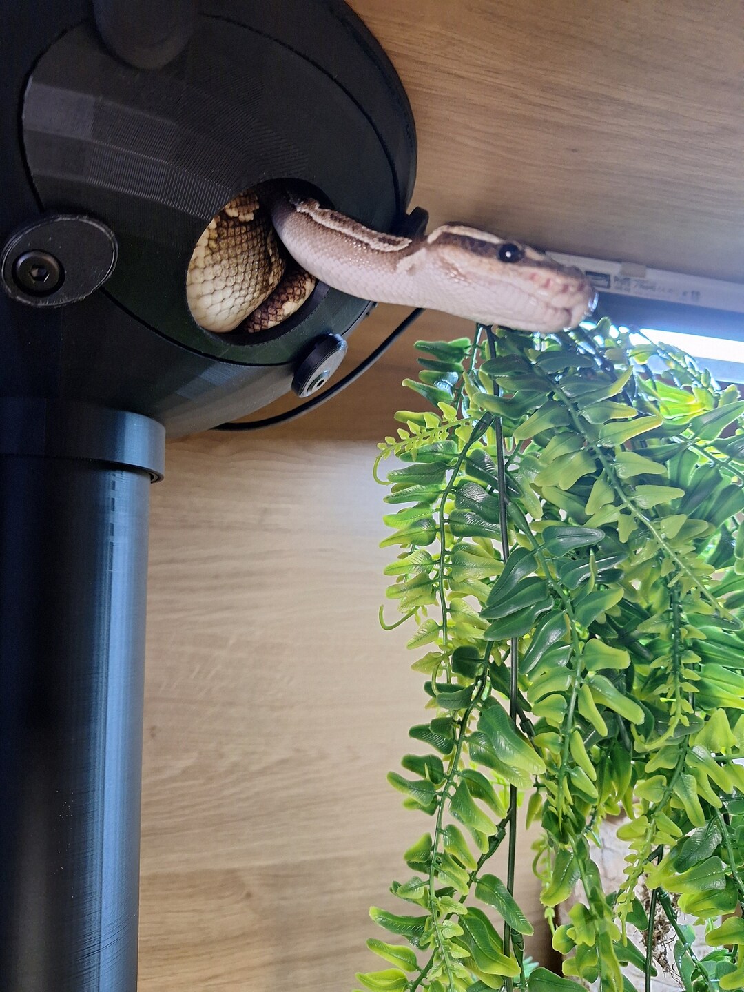 24" 600mm Snake Hide for Roof/floor of Vivarium 290mm Wide 90mm High ...